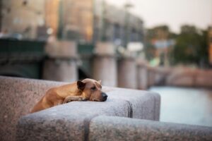 Parapet Walls: Understanding the Types, Uses, and Construction - The ...