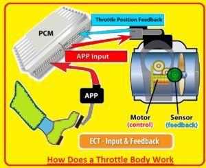 What Is a Throttle Body? Features, Types, & Cleaning Process - The ...